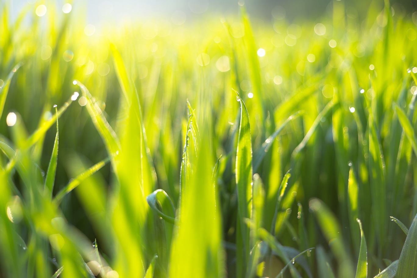 Hydroseeding Edmonds | Country Green Turf Farms