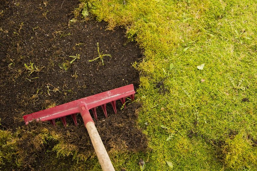 How to Get Rid of Moss in Your Yard | Country Green Turf Farms