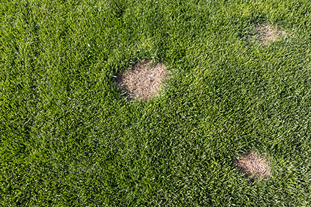 Common Lawn Problems And How To Fix Them | Country Green Turf Farms