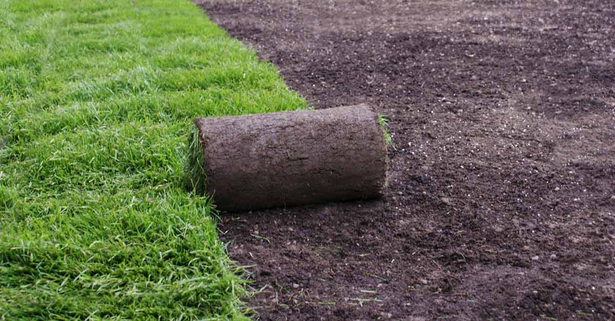 Sod Shelton | Country Green Turf Farms