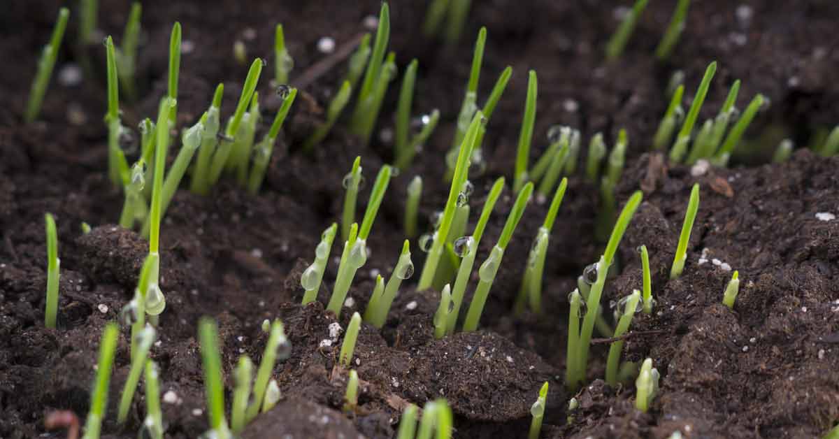Hydroseeding Bonney Lake | Country Green Turf Farms