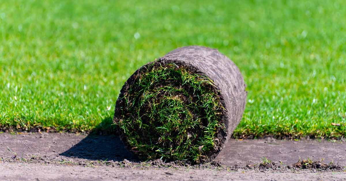 Sod Renton | Country Green Turf Farms