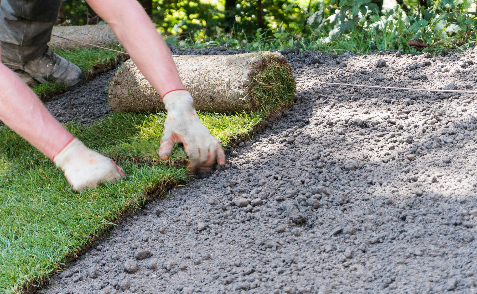 Understanding the Care of Sod Lawns | Country Green Turf Farms